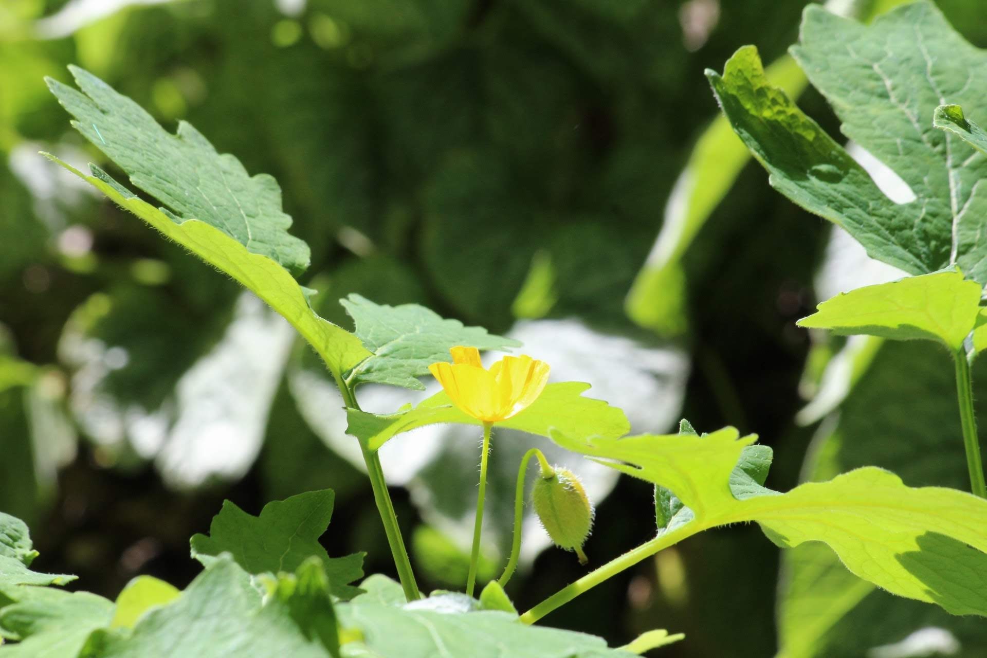 Plant Profile: Wood Poppy – Arcadia Natives