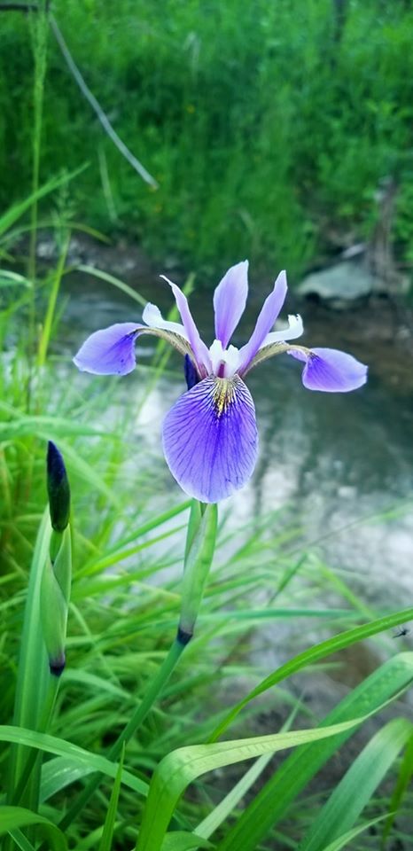 irisversicolor-1 – Arcadia Natives