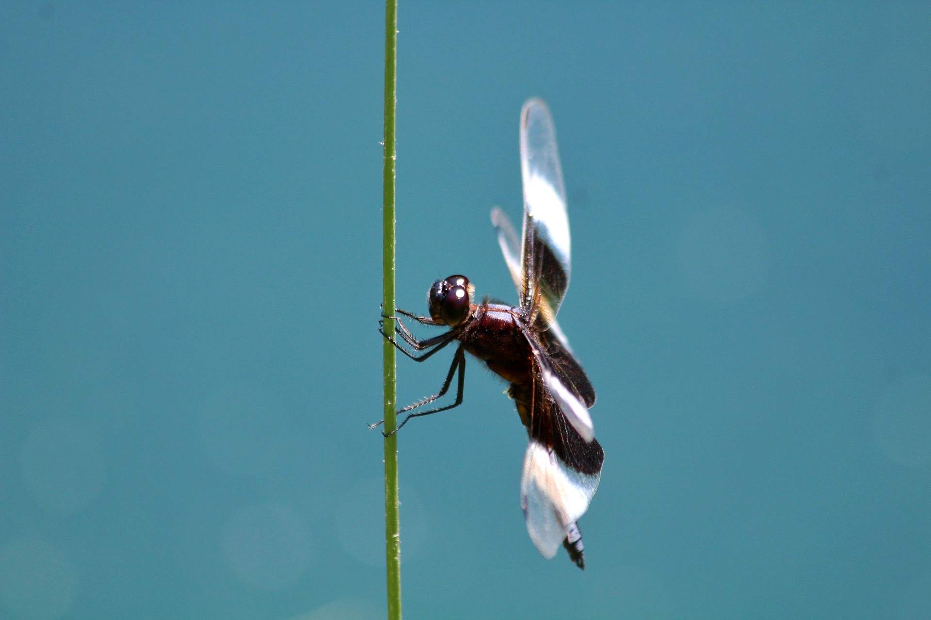 20200705223305_img_0993-01 – Arcadia Natives