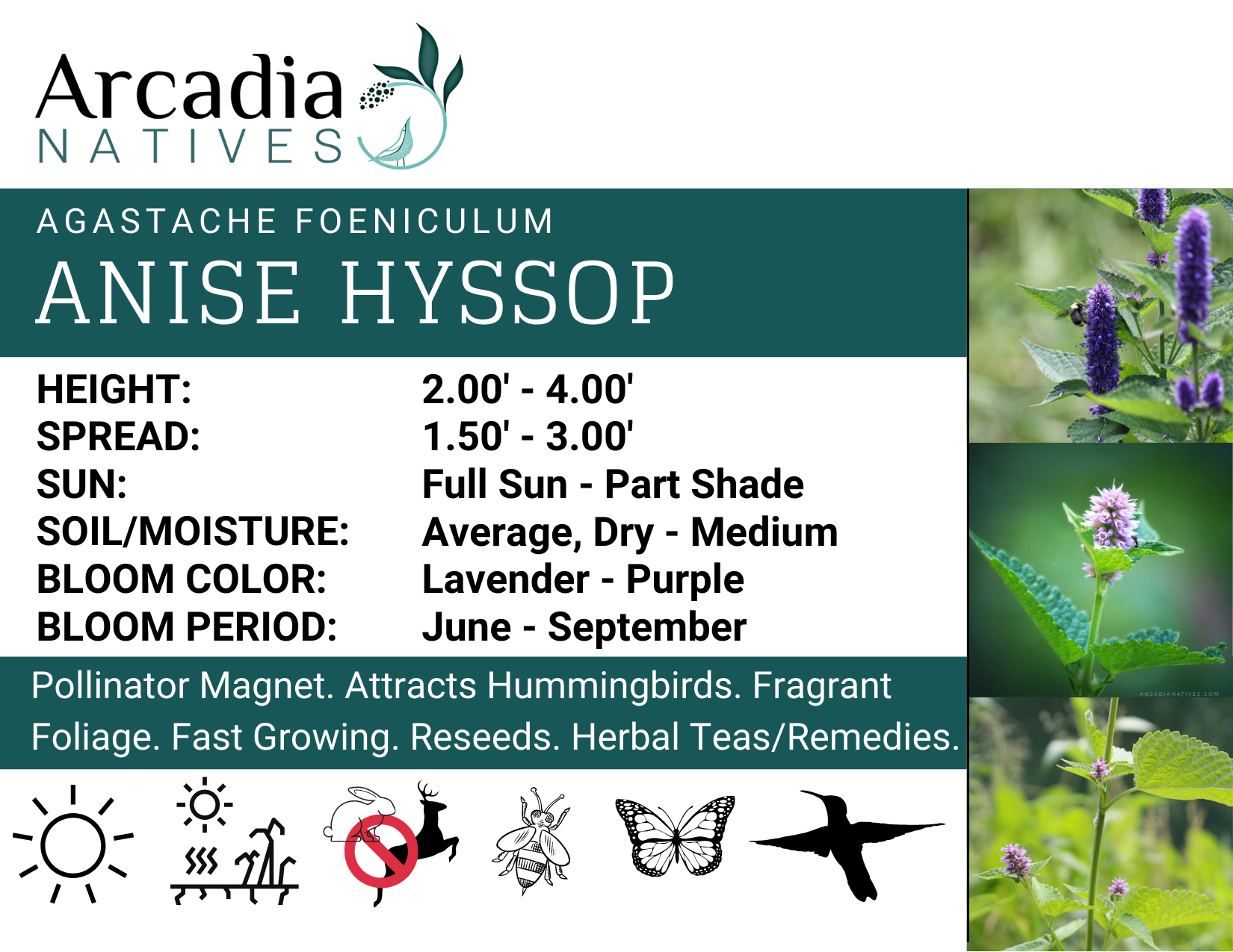 post-card-informative-sign-anise-hyssop – Arcadia Natives