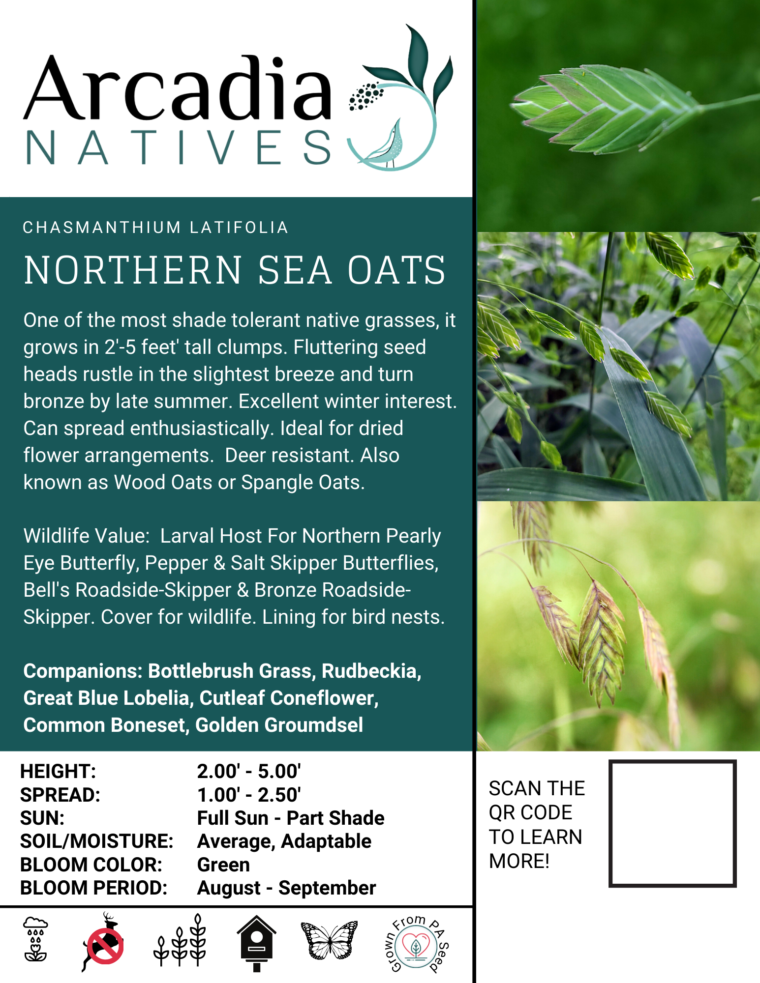 poster-informative-sign-northern-sea-oats – Arcadia Natives