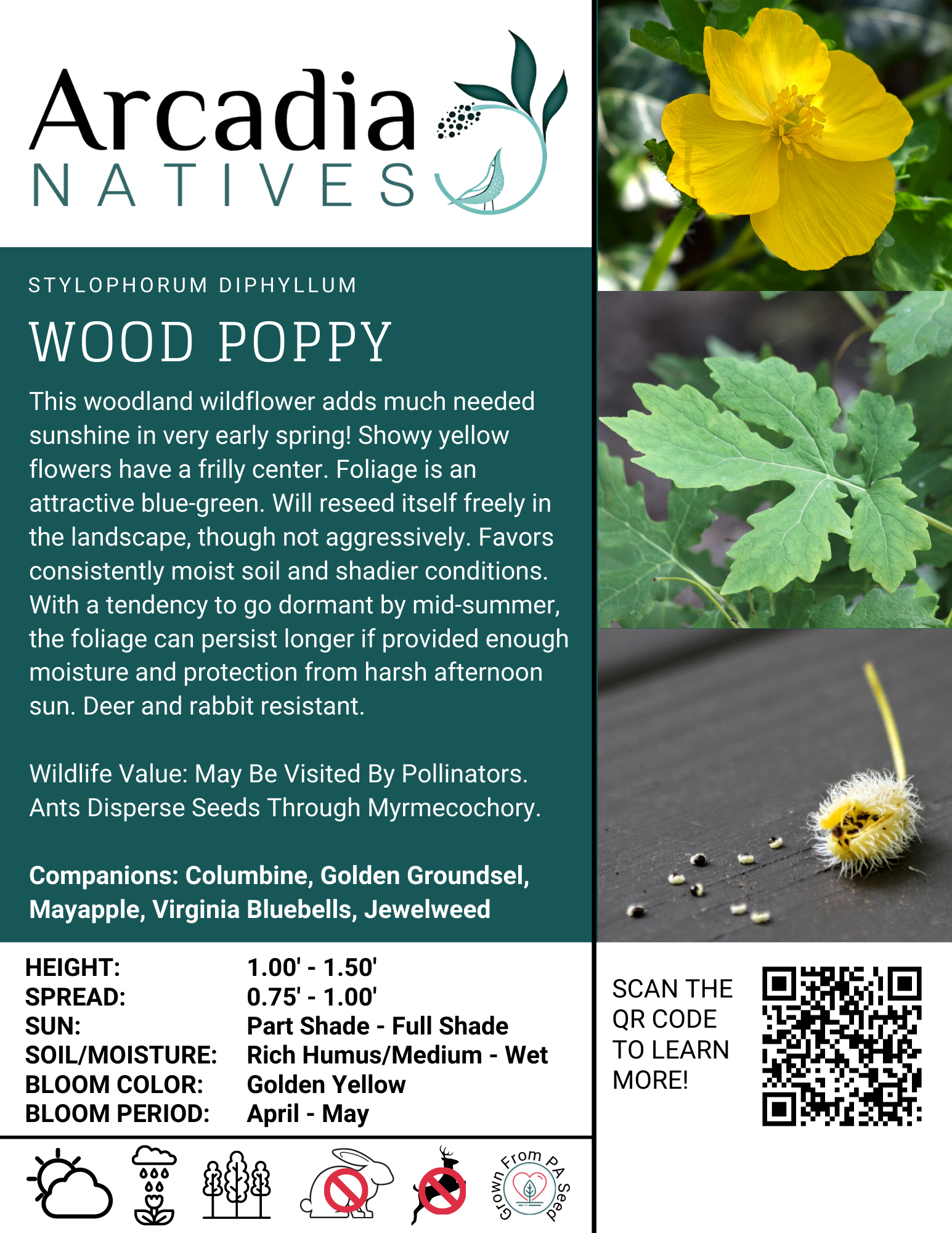 poster-informative-sign-wood-poppy – Arcadia Natives