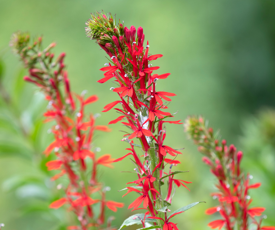 Cardinal Flower – Arcadia Natives
