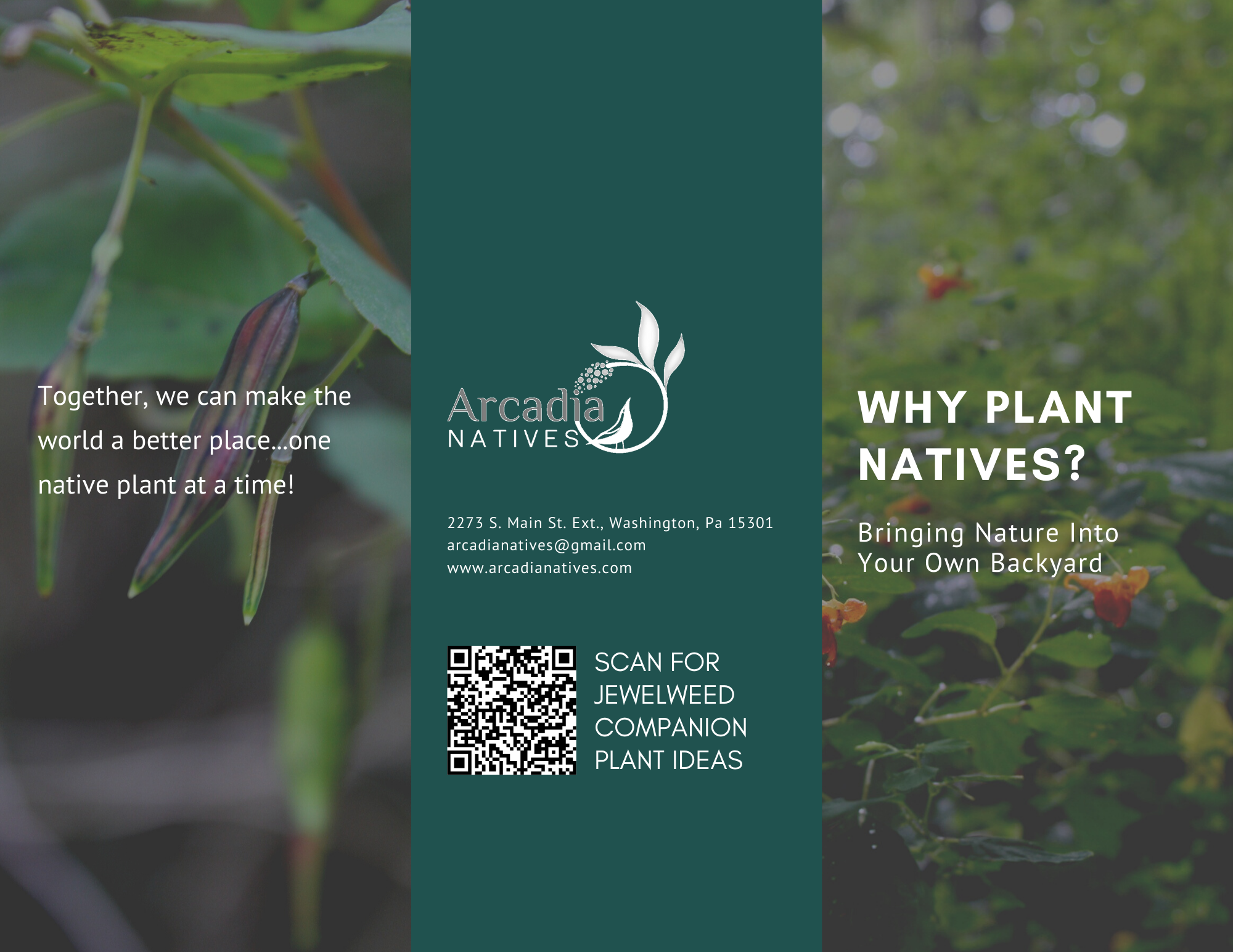 plant-natives-jewelweed-trifold-brochure-page1 – Arcadia Natives