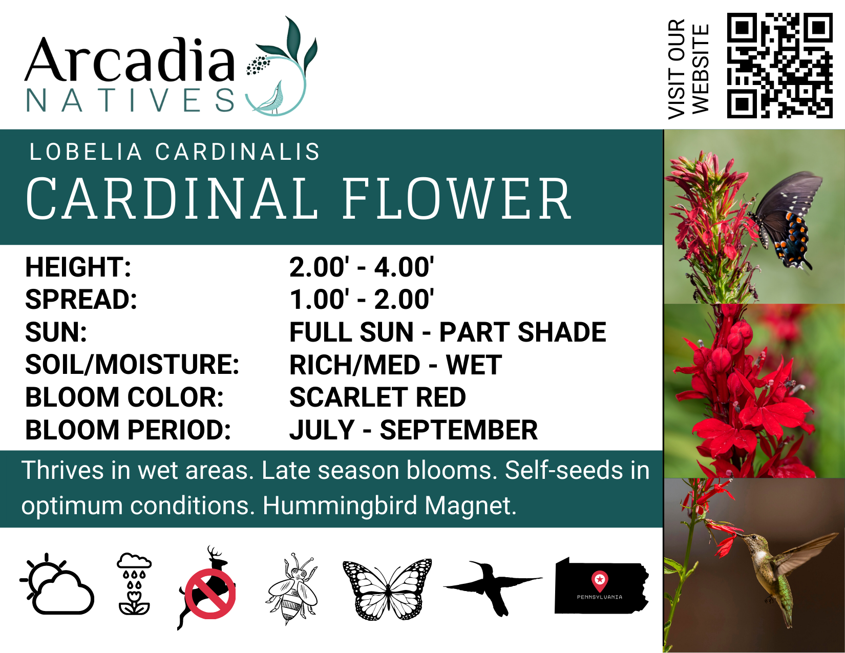 quick-card-cardinal-flower – Arcadia Natives