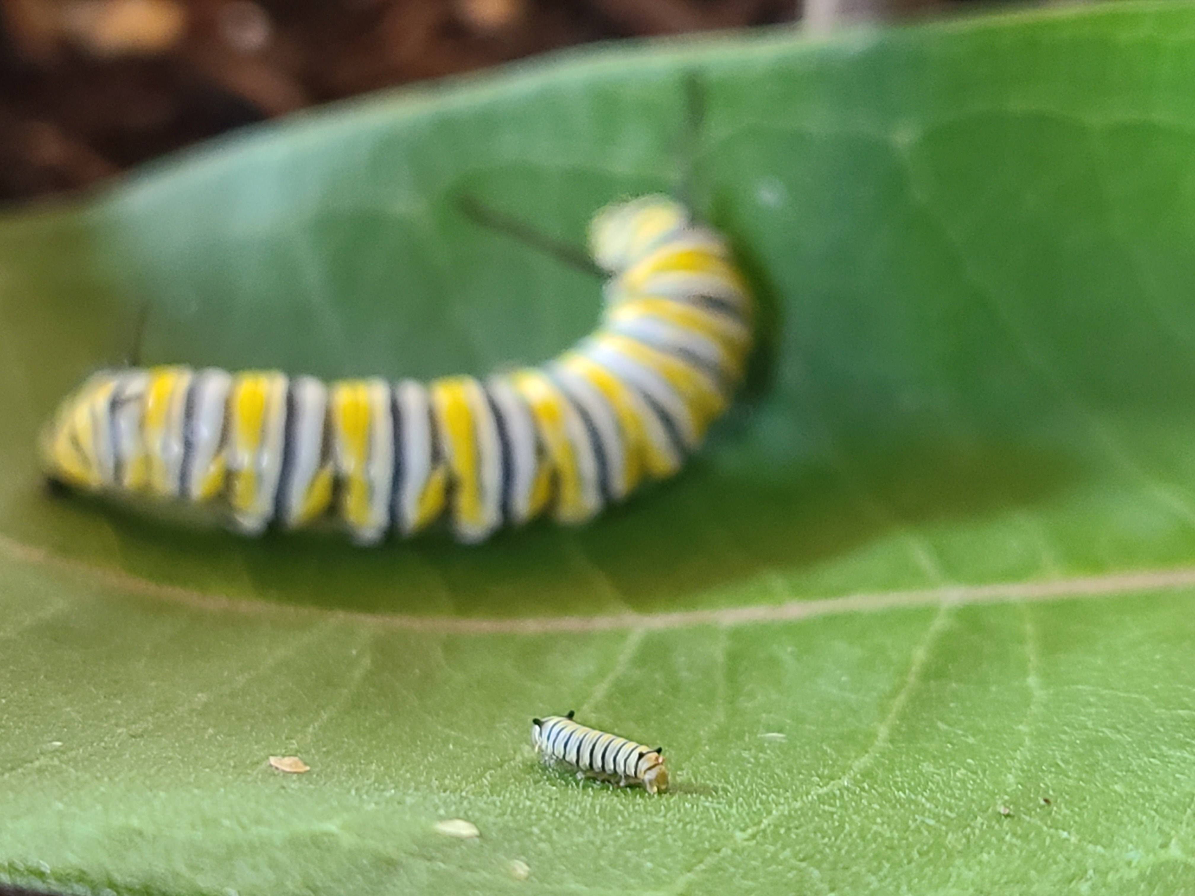 sizecomparison – Arcadia Natives