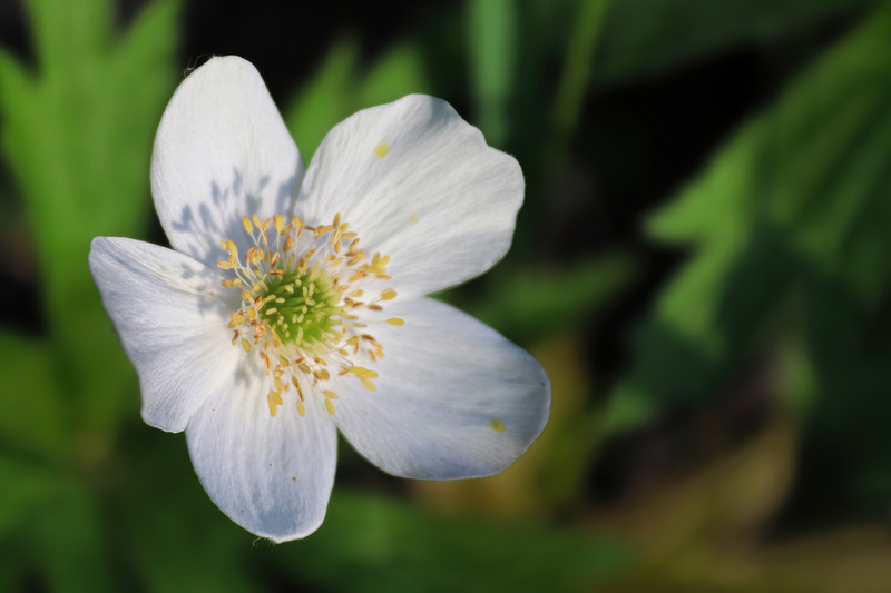 flower – Arcadia Natives