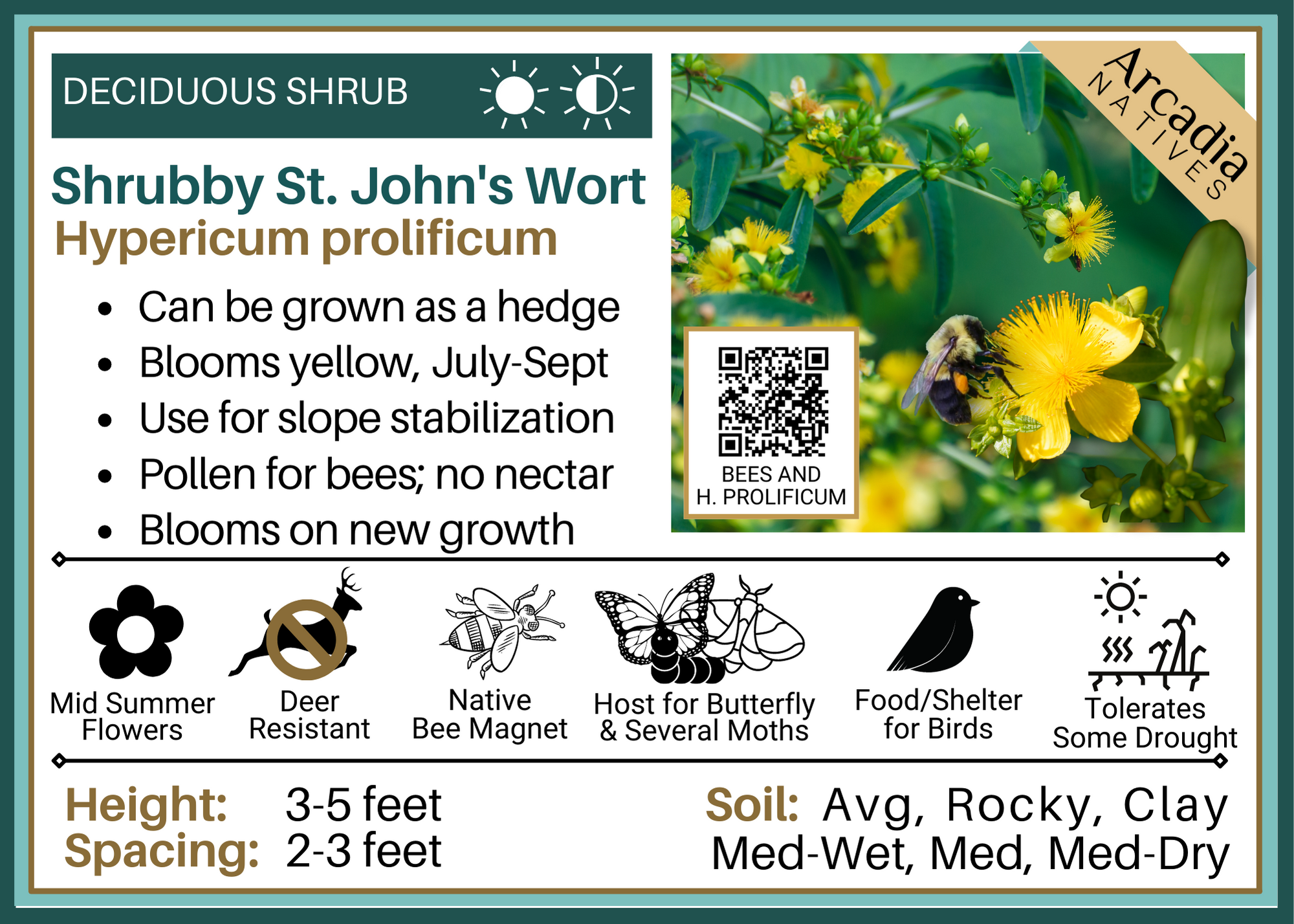 blue_gold_theme_hypericum_prolificum-1 – Arcadia Natives