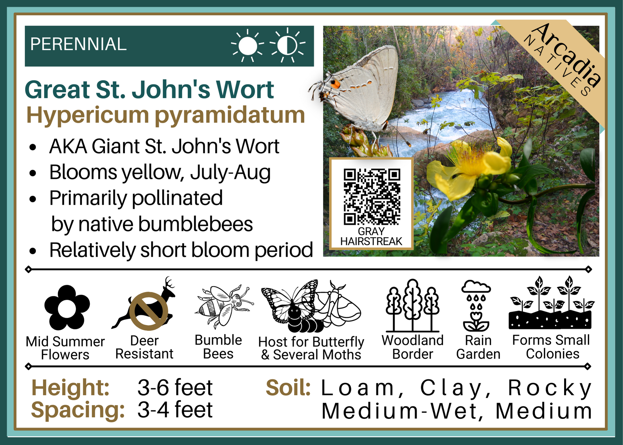 blue_gold_theme_hypericum_pyramidatum – Arcadia Natives