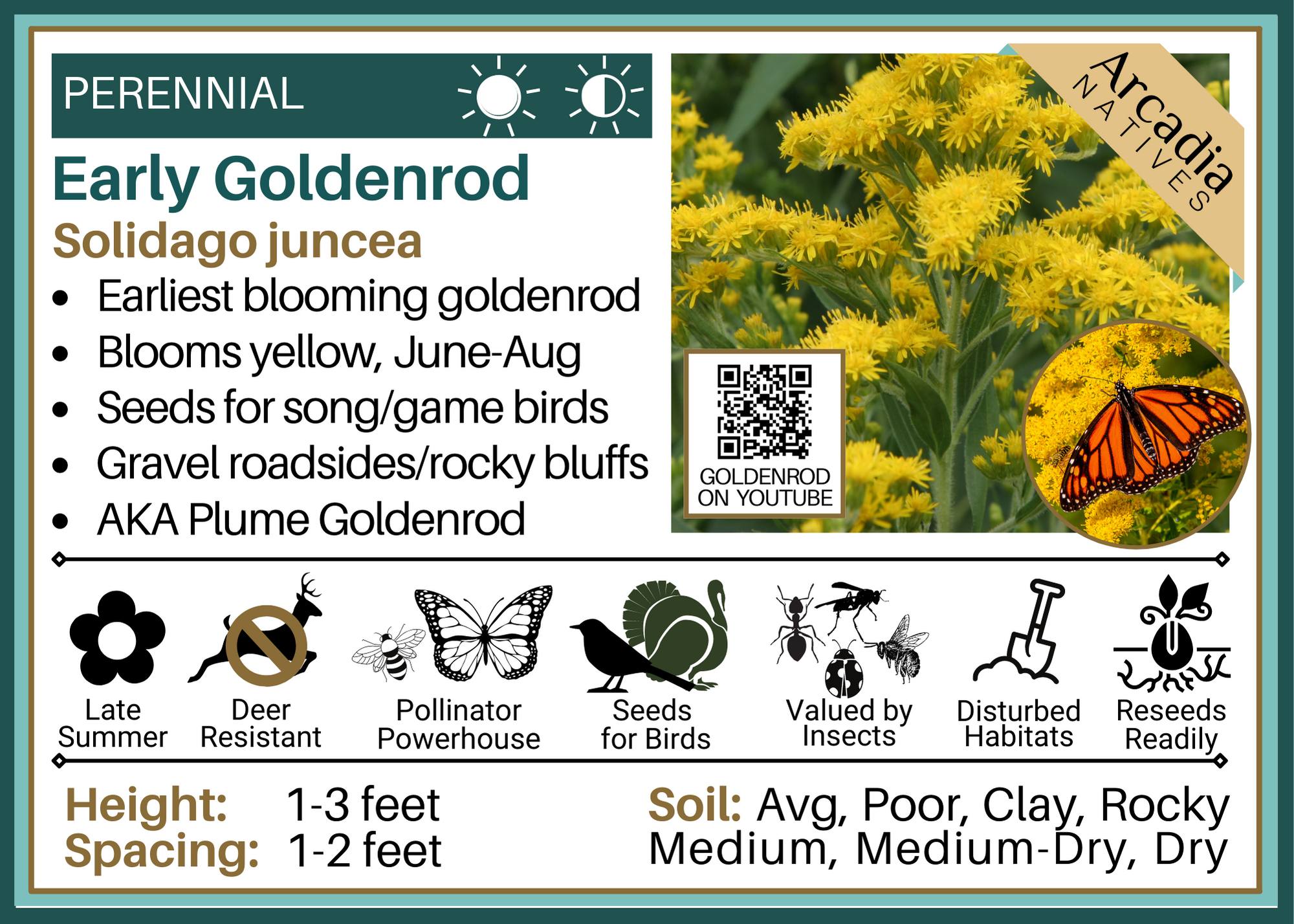 blue_gold_theme_solidago_juncea-7×5-1 – Arcadia Natives
