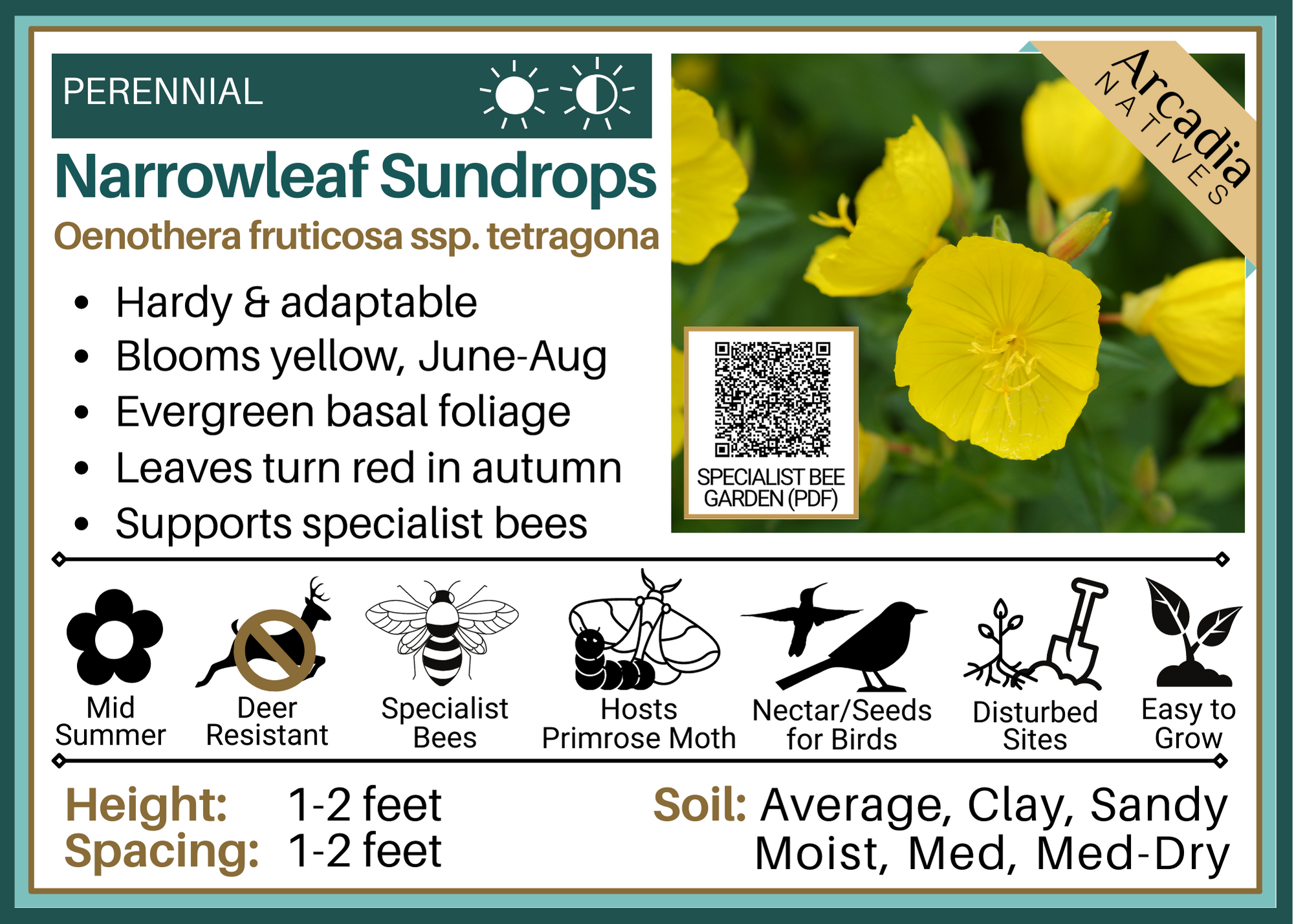 Oenothera fruticosa ssp tetragona, Narrowleaf Sundrops – Arcadia Natives