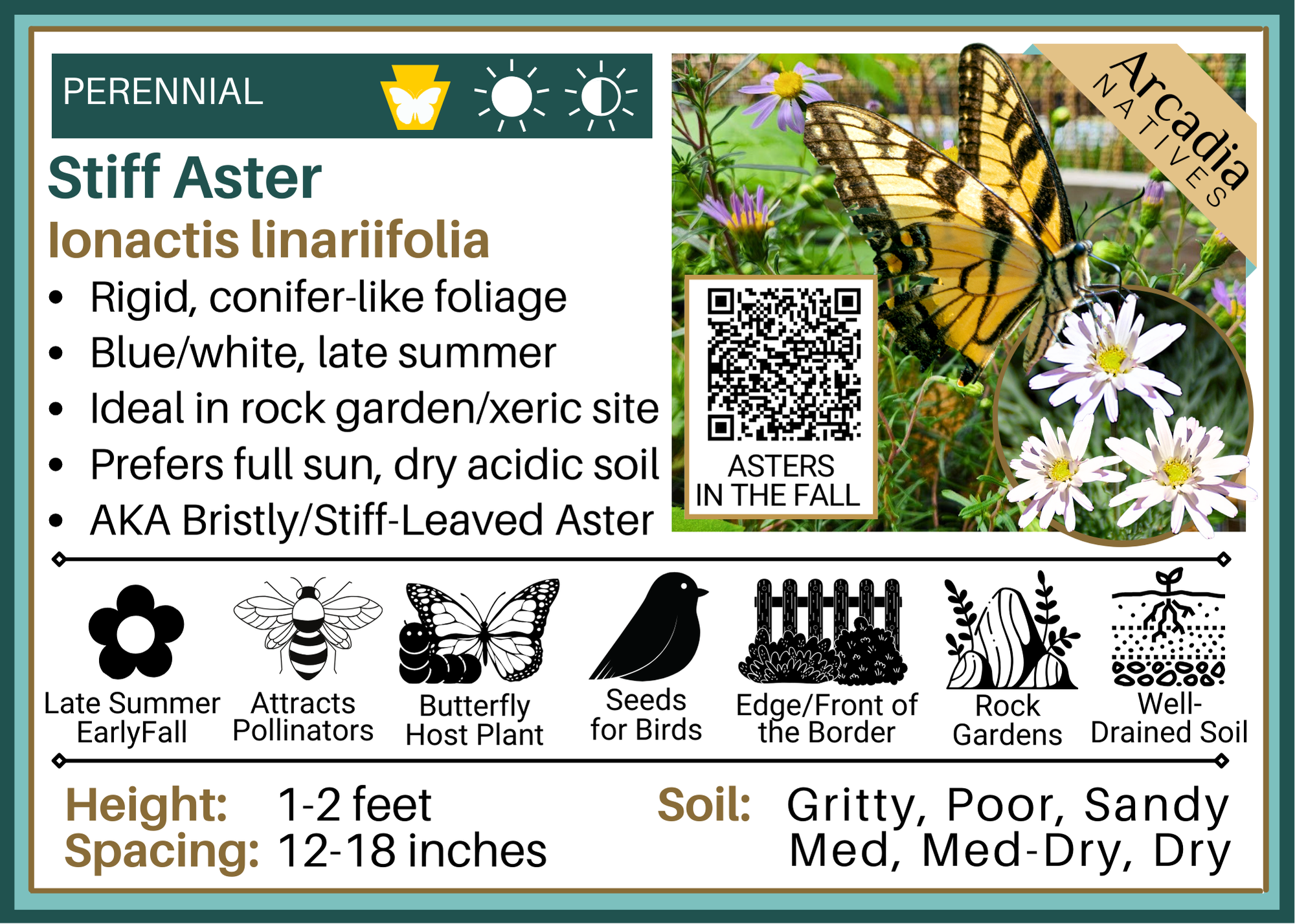 Ionactis linariifolia, Stiff Aster – Arcadia Natives